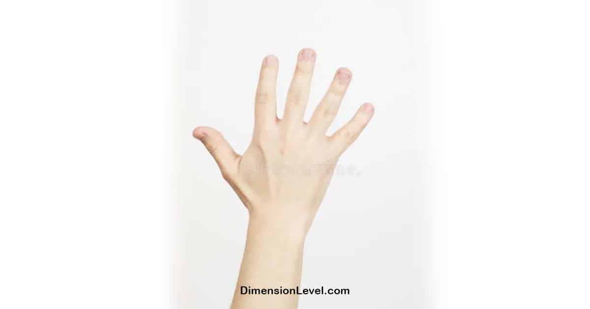 Common Things That Are 8 inches Long - Dimension Level