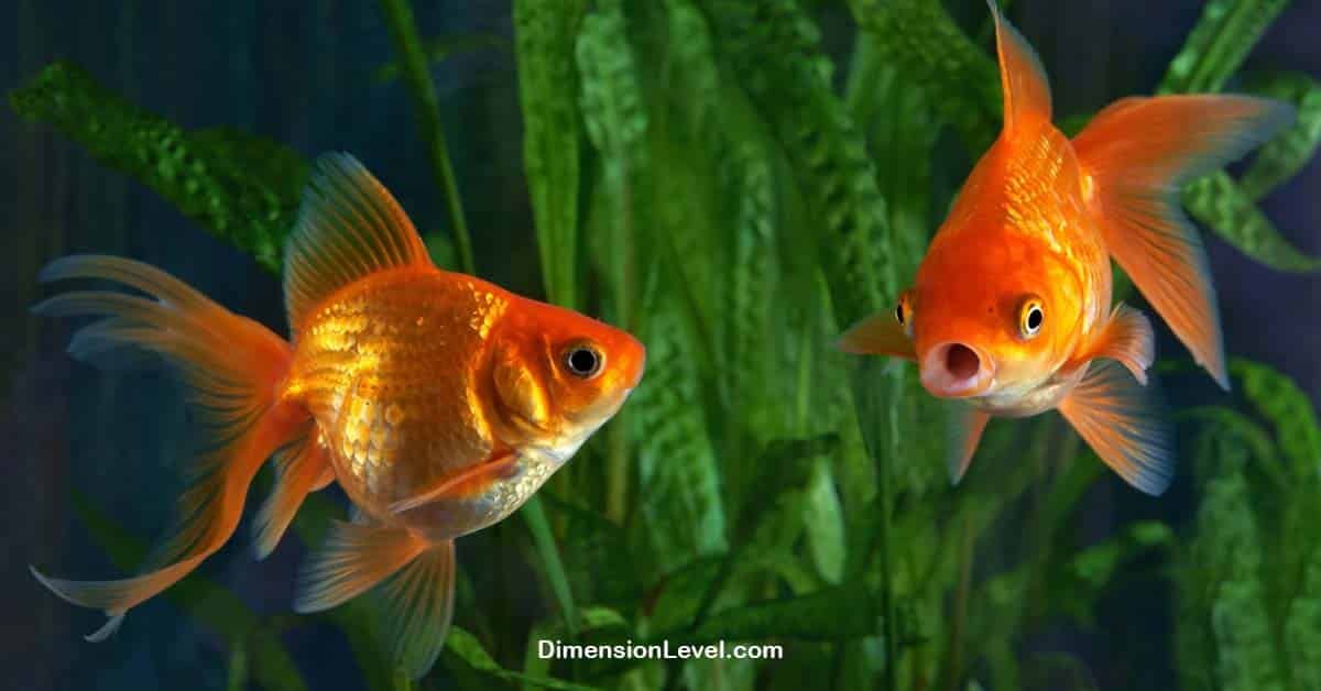 13 Common Things That Are 6 Inches Long With Pics - Dimension Level