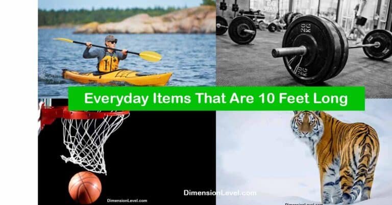 11 Things and Animals That Are 10 Feet Long - Dimension Level
