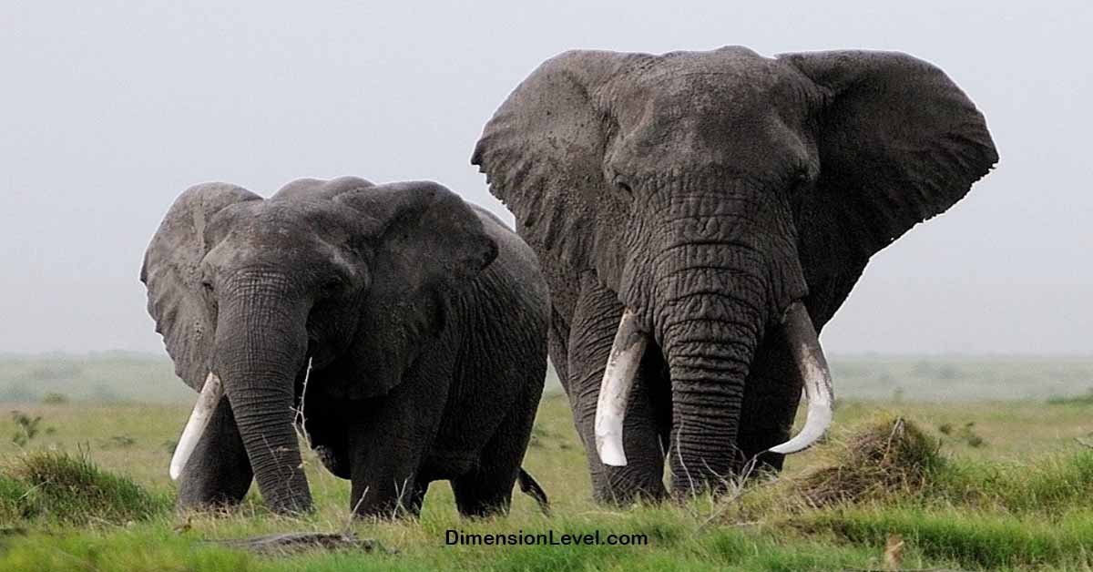 11 Things and Animals That Are 10 Feet Long - Dimension Level