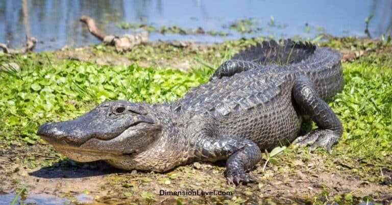 11 Things and Animals That Are 10 Feet Long - Dimension Level